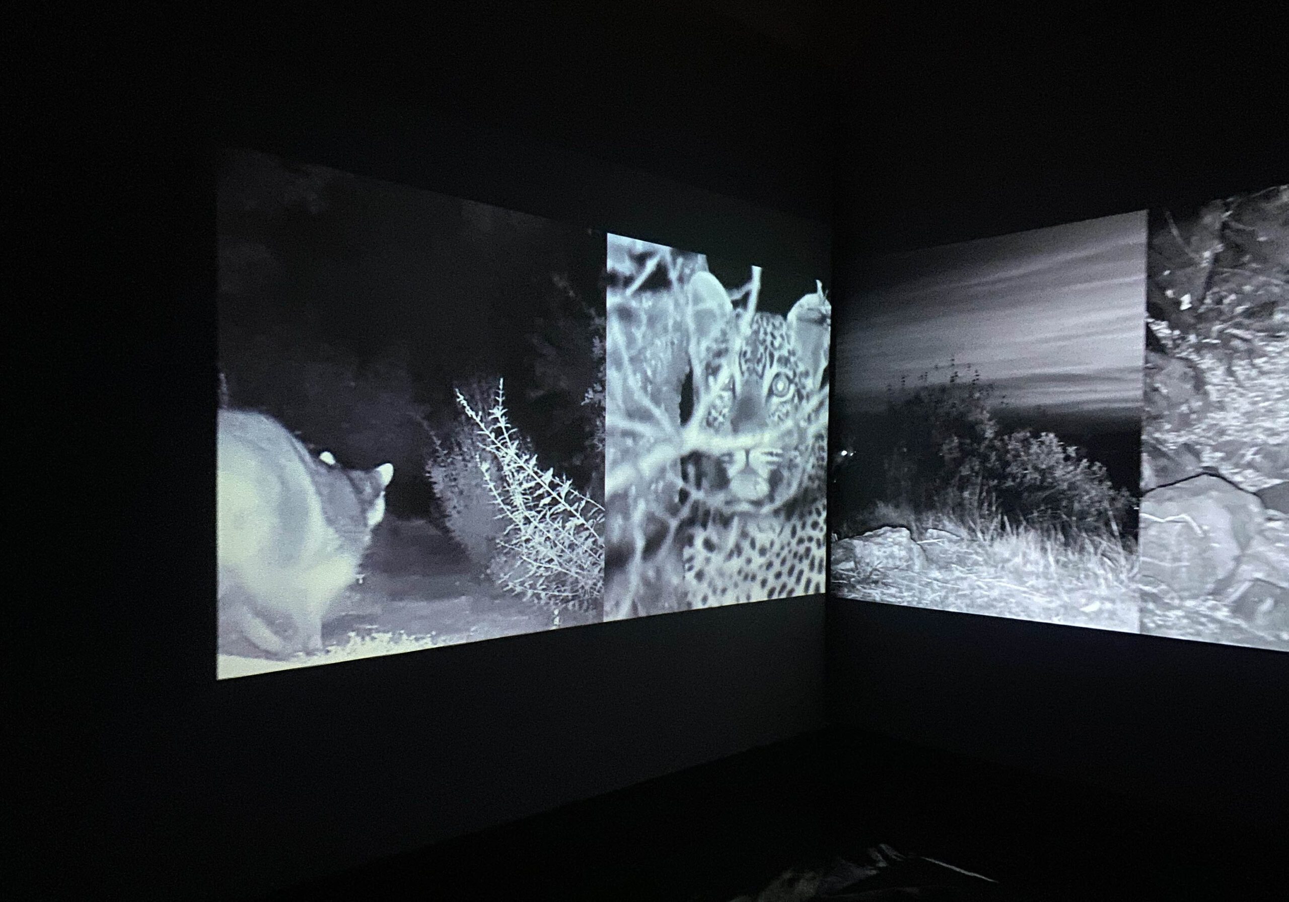 THE ILLUMINATED HOUR - FAITH XLVII